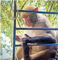 Life with an urban monkey - PressReader
