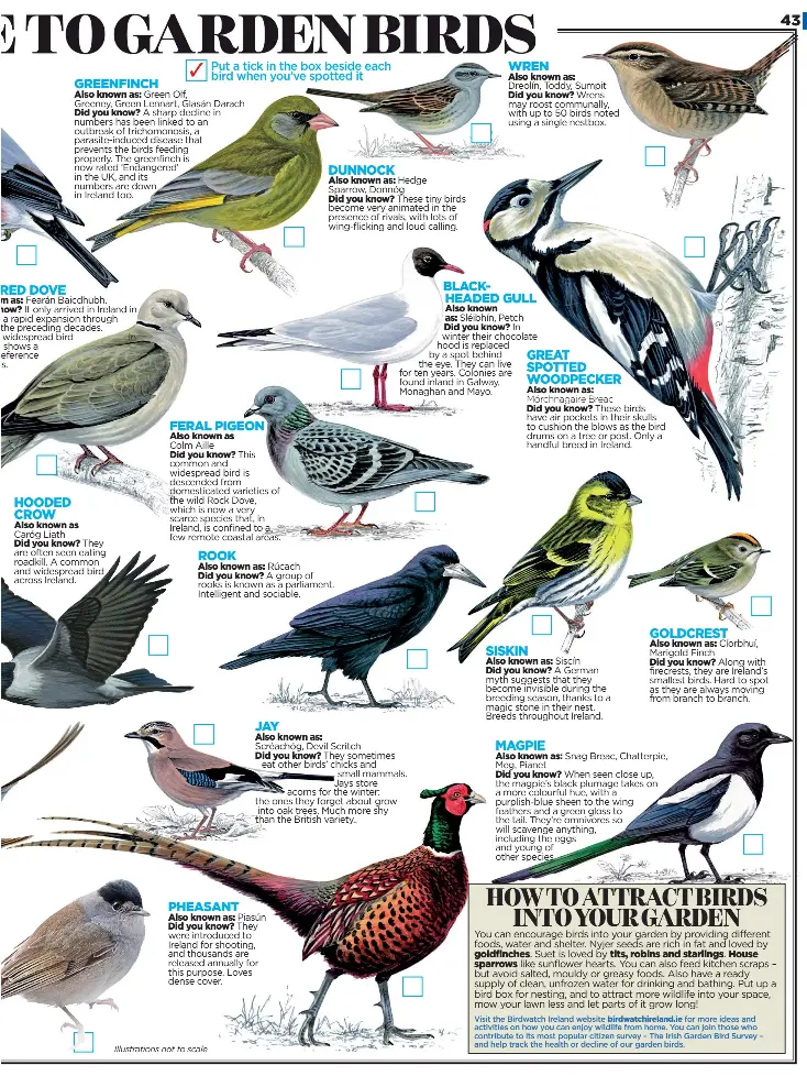 Most Common Garden Birds Ireland | Fasci Garden
