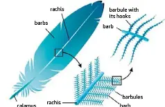 TYPES OF FEATHERS - PressReader