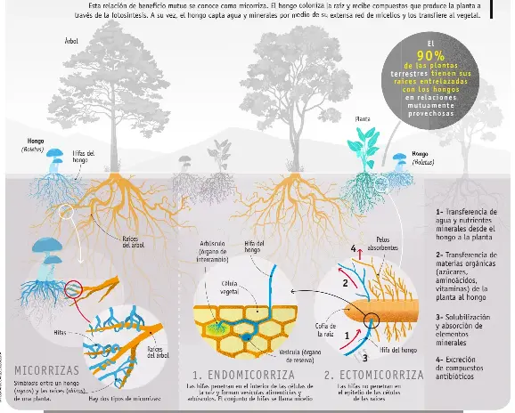 LA SIMBIOSIS DE LOS HONGOS CON LAS RAÍCES DE LAS PLANTAS - PressReader