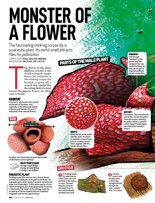 The stinking corpse lily - PressReader