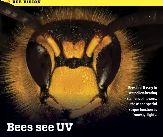 Bees see UV - PressReader
