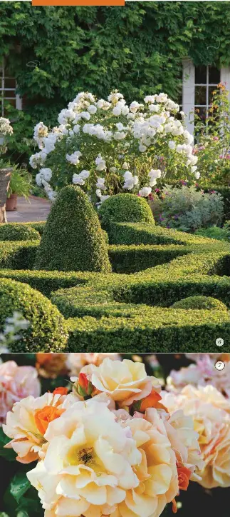 GROWING IN POTS - PressReader