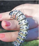 Alarming drop in mopane worm harvests - PressReader