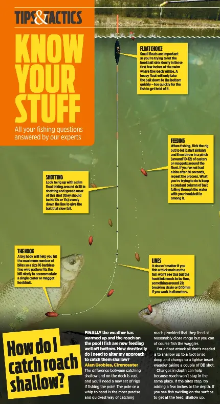 How do I catch roach shallow? - PressReader