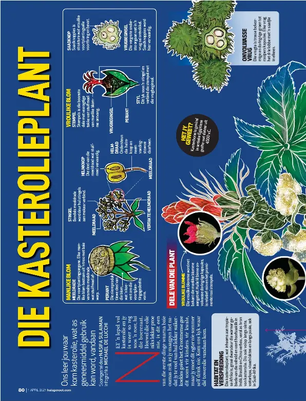 Die kasterolie­plant - PressReader