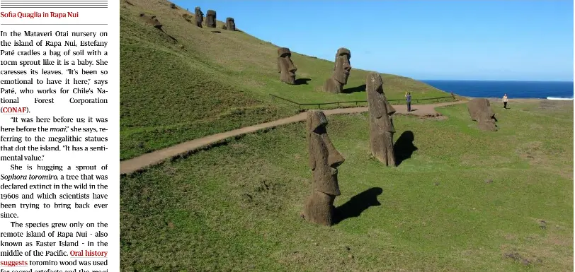 ‘The last plant left’: can Rapa Nui’s extinct tree be resurrecte­d? - PressReader