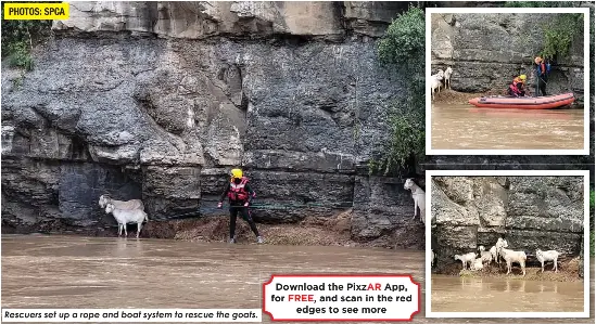 THE GREAT GOAT RESCUE - PressReader