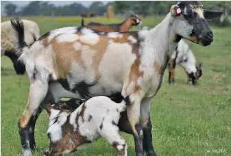 Sheep and goat production - PressReader