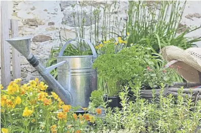 Keep your herbs thriving - PressReader