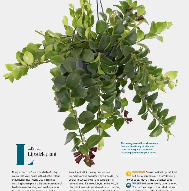 ...is for Lipstick plant - PressReader