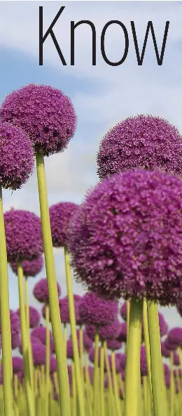 Know Your onions - PressReader