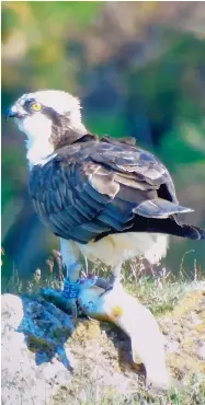 Osprey wings in to steal anglers’ trout - PressReader