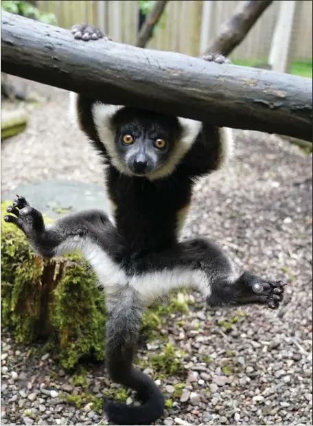 Scots safari park shouts out birth of critically-endangered lemurs - PressReader