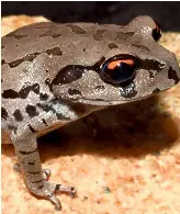 Studied over 21 years, new species of frog named after Assam college ...