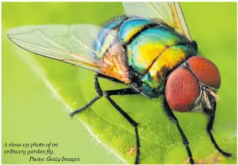 It’s not really possible to know how many types of insects our world has - PressReader