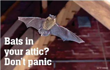 Bats in your attic? Don’t panic - PressReader