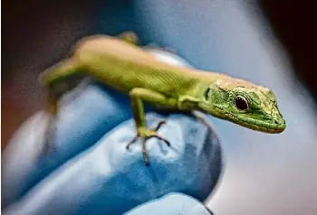 Baby lizards hatch at VIA Aquarium - PressReader