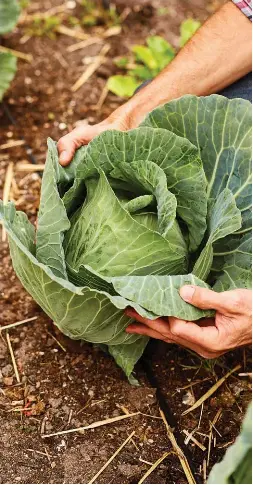 Spring cabbage - PressReader