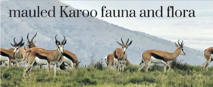 Mauled Karoo fauna and flora - PressReader