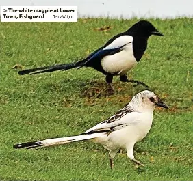 Man defies odds to take picture of rare white magpie - PressReader
