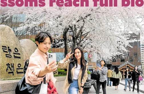 Tokyo crowds revel as cherry blossoms reach full bloom - PressReader