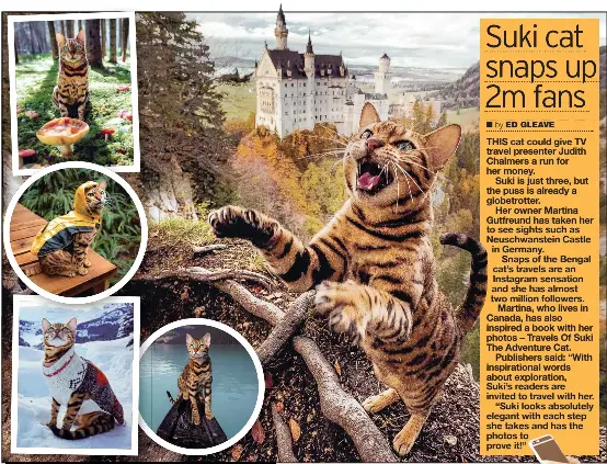 Suki cat snaps up 2m fans - PressReader