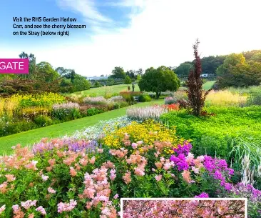 SEE AZALEAS IN HARROGATE - PressReader