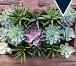 jardim particular Saiba quais são as melhores plantas para apartament­os - PressReader