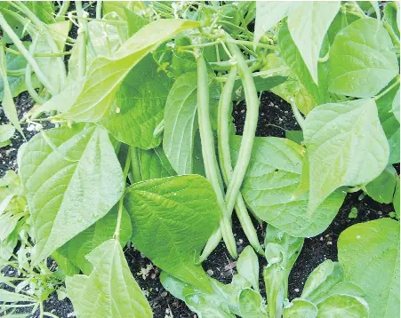 Harvest green beans before seeds begin to bulge - PressReader