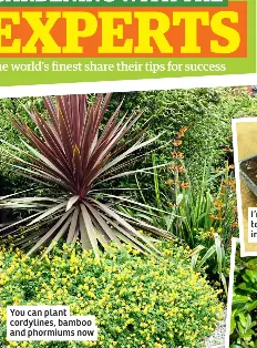 Time to plant hardy exotics - PressReader