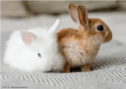 Bitter sprays will work as a bad-taste deterrent to keep rabbits from ...