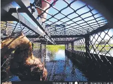 Risky croc move slammed - PressReader