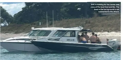 DOC hunt for boaties after seabirds drowned - PressReader