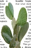 Looking sharp: Prickly pear cactus takes over Baha - PressReader