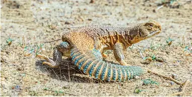 The shanda is not your next street food - PressReader