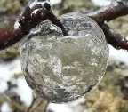 What is a ghost apple? - PressReader