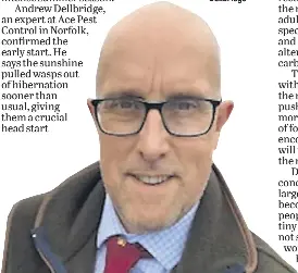 Summer of the swarmas wasp nest rates surge - PressReader