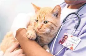 Feline Idiopathic Cystitis cats - PressReader