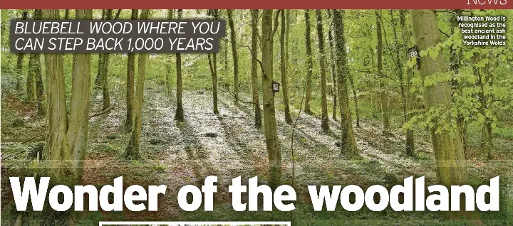 Wonder of the woodland - PressReader