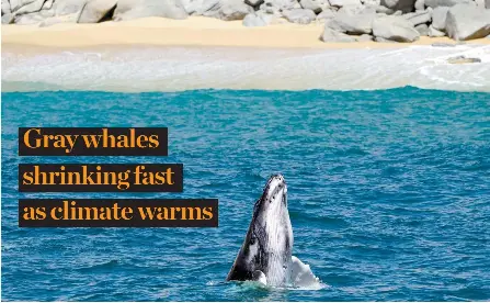 Gray whales shrinking fast as climate warms - PressReader
