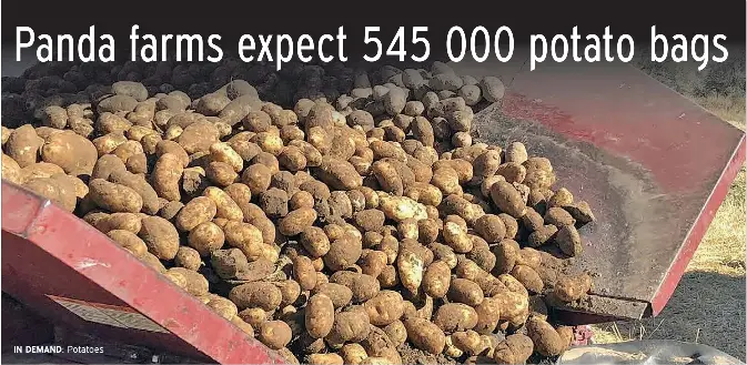 READY FOR HARVEST Panda farms expect 545 000 potato bags - PressReader