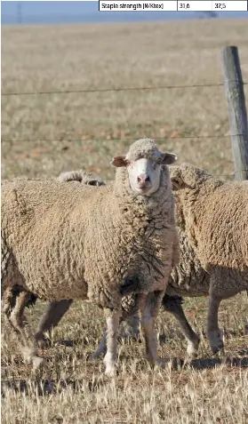The Letelle sheep breed - PressReader