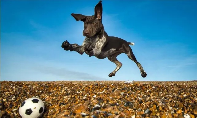 Life in the old dog yet: how biotech firms are looking to extend the ...