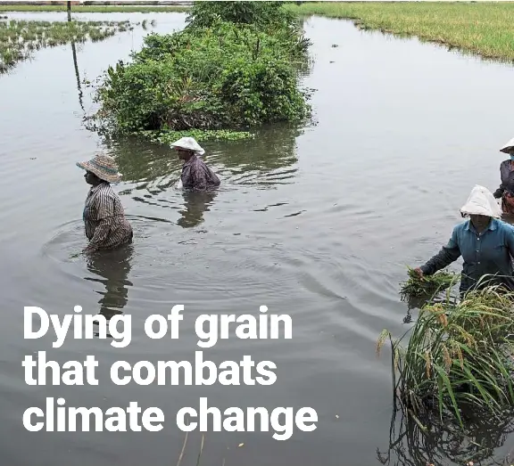 Dying of grain that combats climate change - PressReader