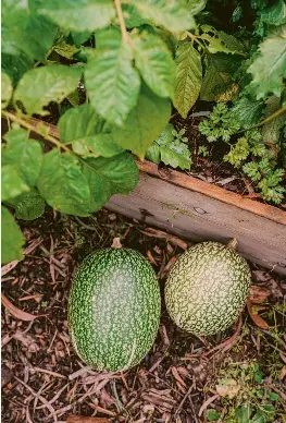 SHARK FIN MELON - PressReader