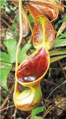 Pitcher plants in grip of habitat loss - PressReader