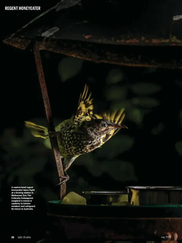 The bird that lost its song - PressReader