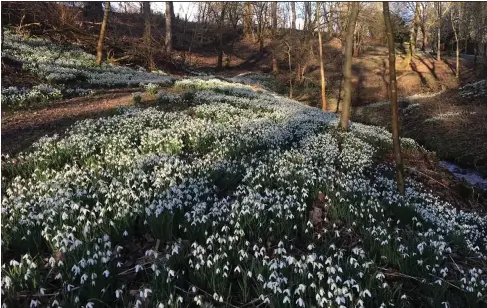 Time to discover a magical carpet of sparkling blooms - PressReader