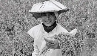 Demand for Cordillera’s heirloom rice growing abroad - PressReader